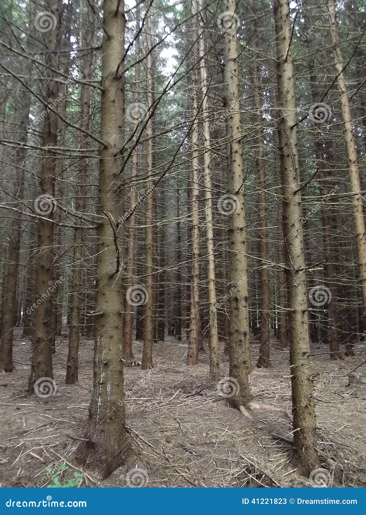 Forest stock image. Image of haunted, forest, robust - 41221823