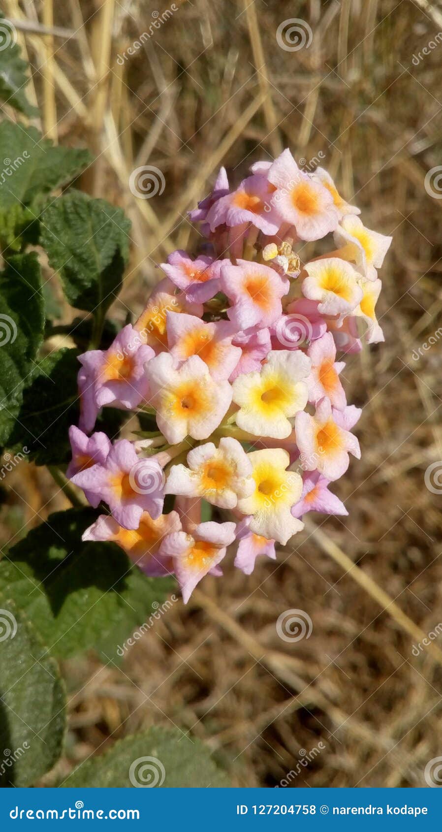 Kamuni Flower Stock Photos - Free & Royalty-Free Stock Photos from ...