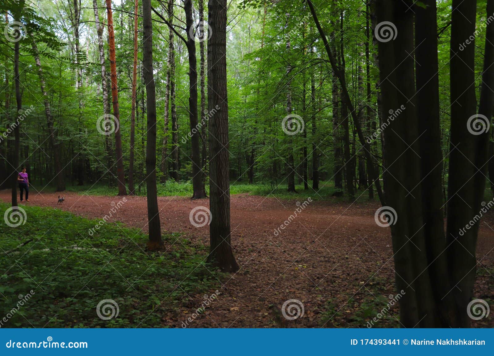 Forest with Beautiful Trees Calm in the Forest Sunset in the Forest ...