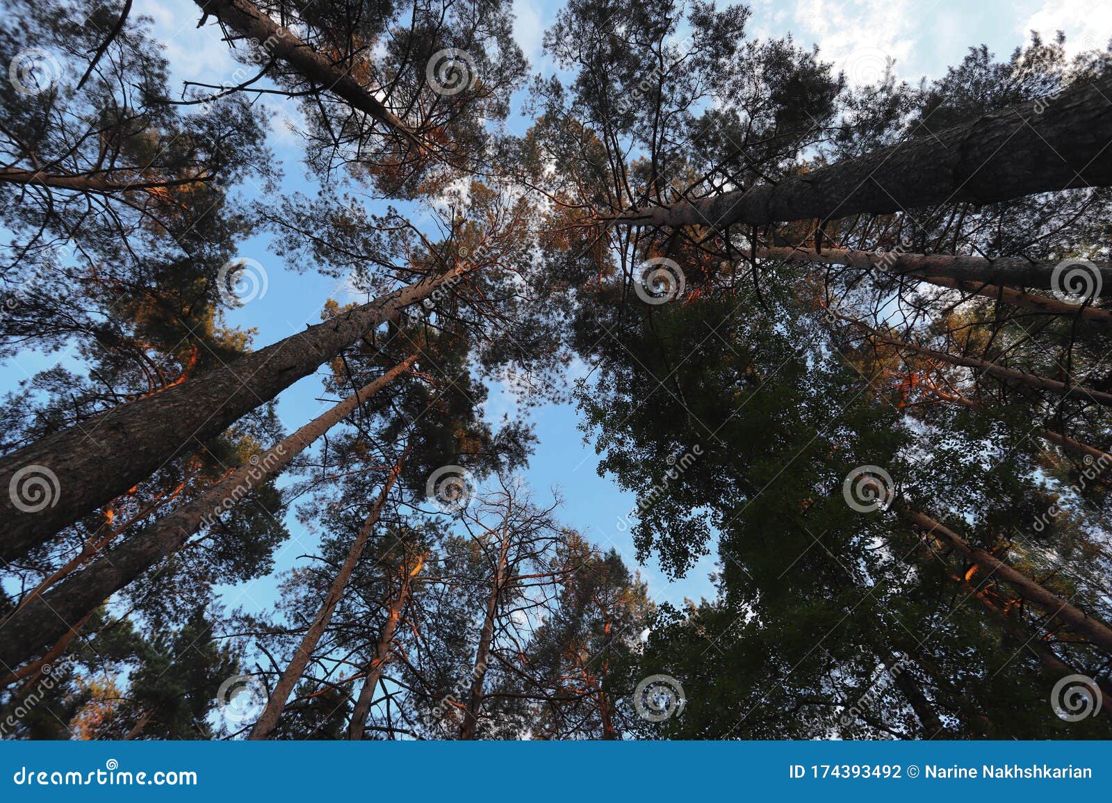 Forest with Beautiful Trees Calm in the Forest Sunset in the Forest ...