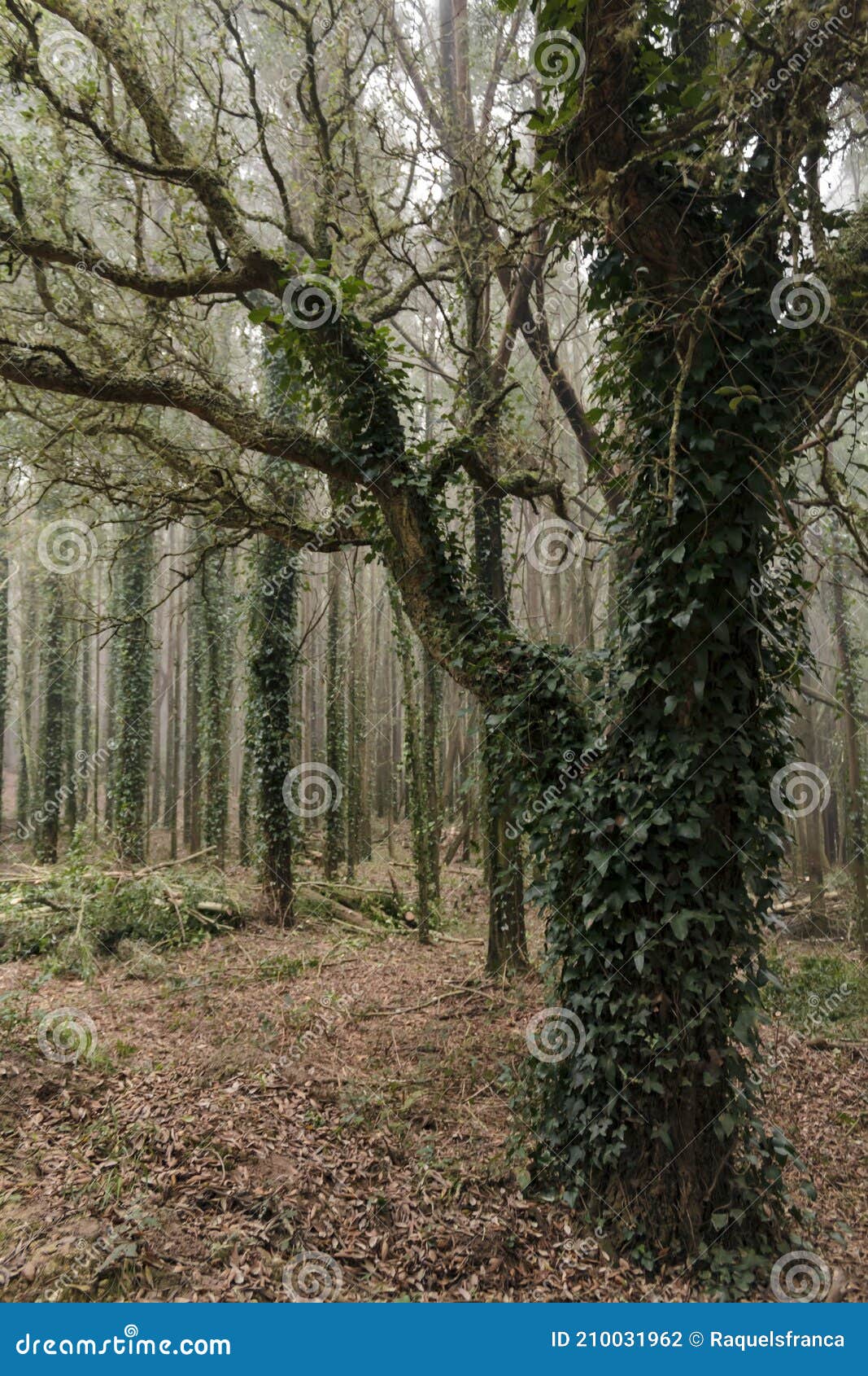 Forest with Beautiful Trees with Climbing Ivy Stock Photo - Image of ...