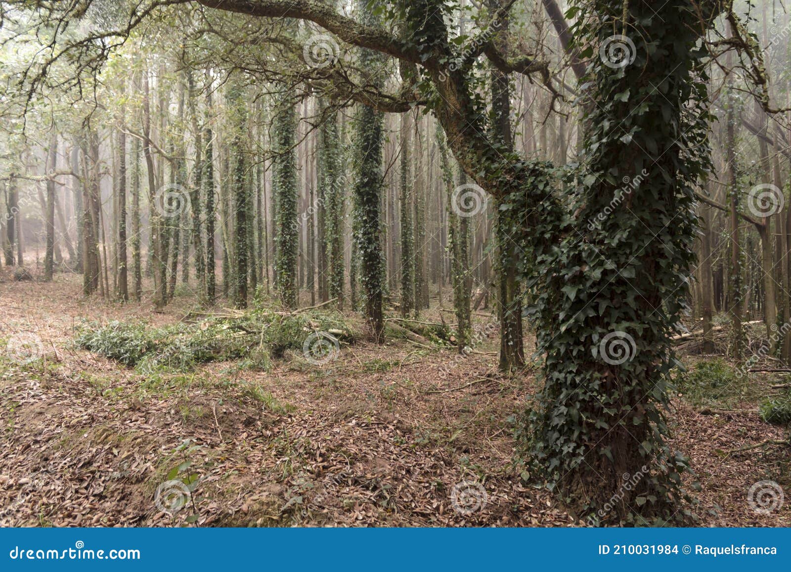 Forest with Beautiful Trees with Climbing Ivy Stock Photo - Image of ...