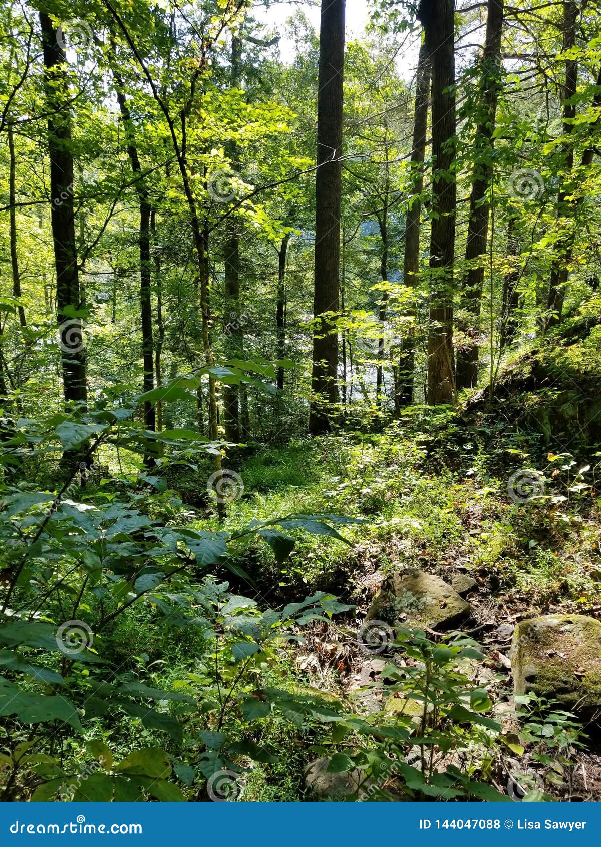 Forest beauty stock photo. Image of state, beauty, forest - 144047088