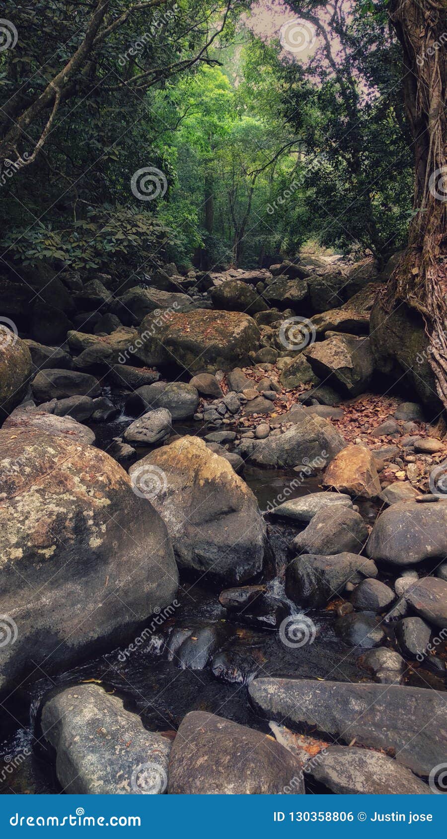 Forest beauty stock photo. Image of beauty, kerala, forest - 130358806