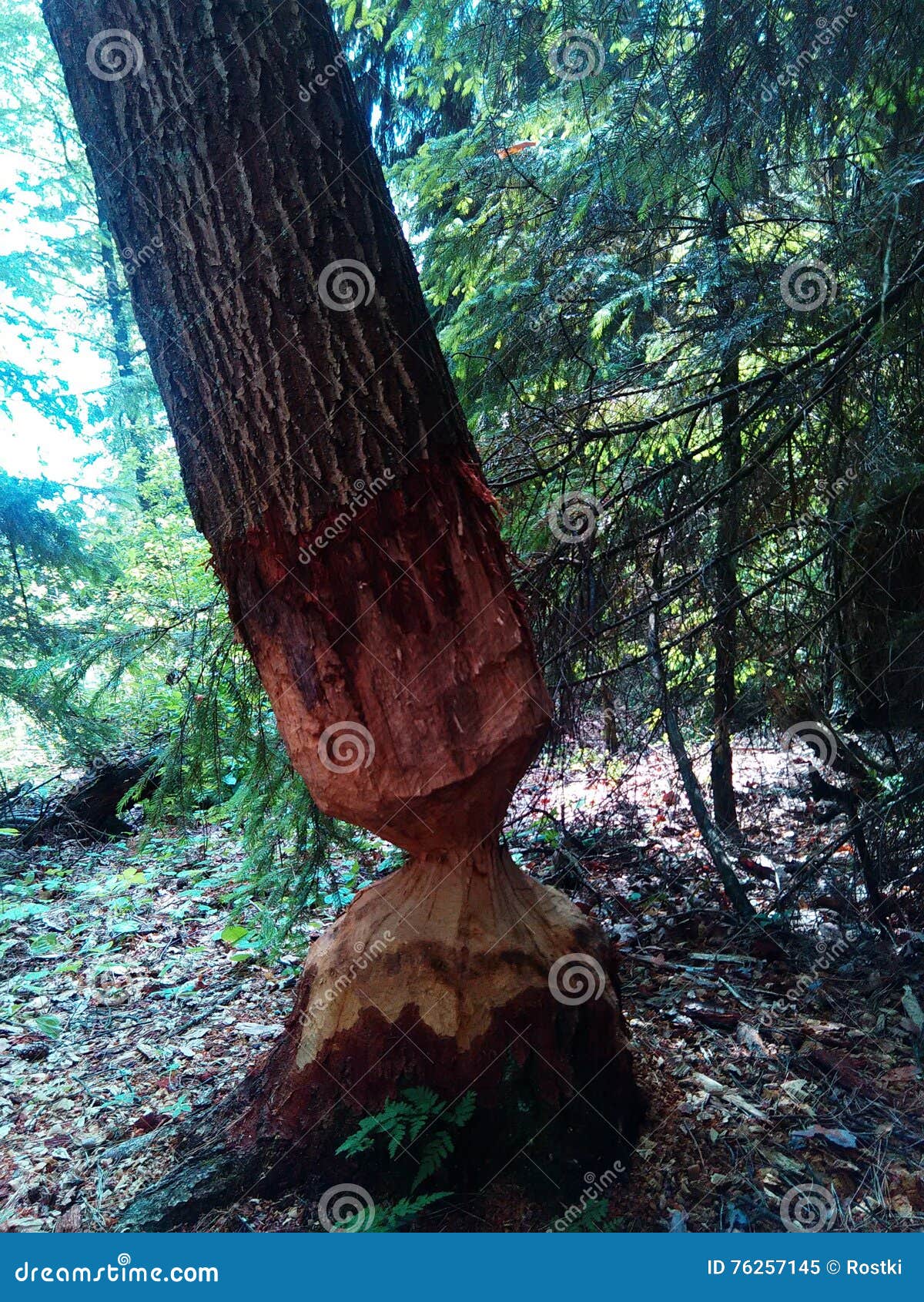 Forest and beavers stock image. Image of tree, forest - 76257145