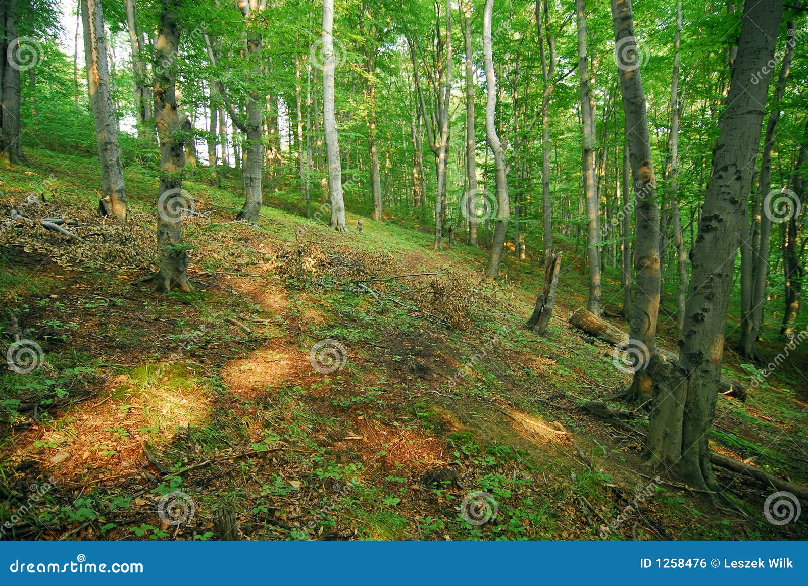 Forest (beech) stock photo. Image of mountains, plant - 1258476