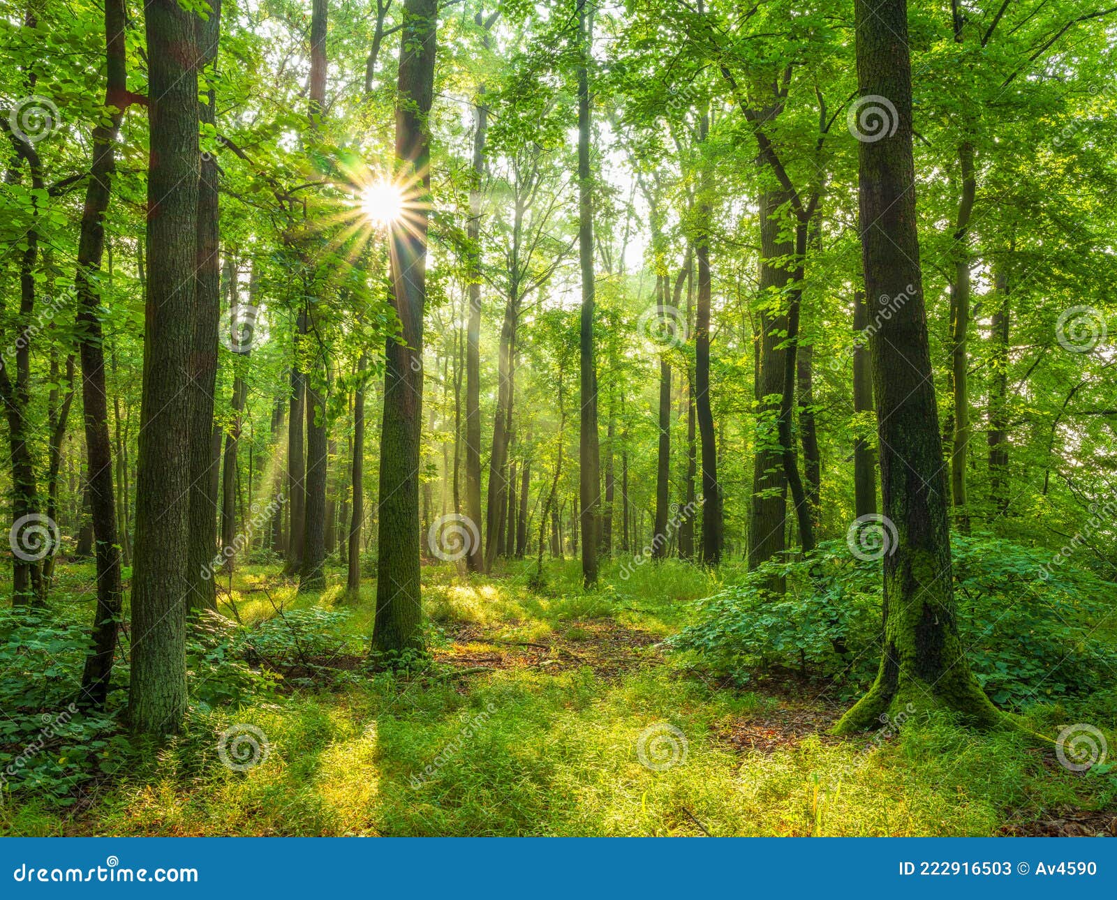 Forest of Beech and Oak Trees with Sunbeams through Morning Mist Stock ...