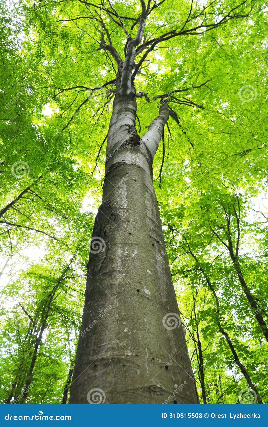 A Forest Beech Tree (Fagus Sylvatica) Grows in the Forest Stock Photo ...