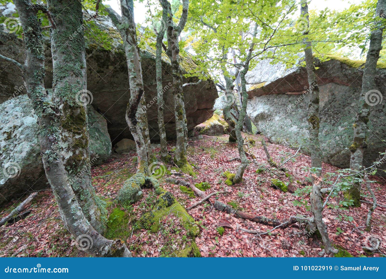 Forest of Beech Tree in Pyrenees Stock Image - Image of bloc, foliage ...