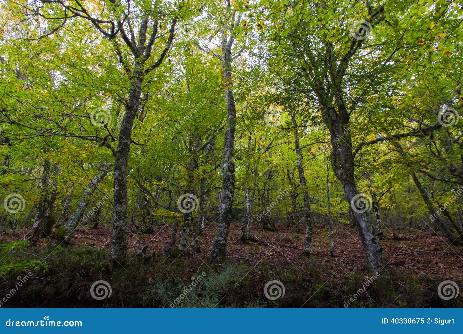 Forest of Beech Trees stock image. Image of ocher, landscape - 40330675