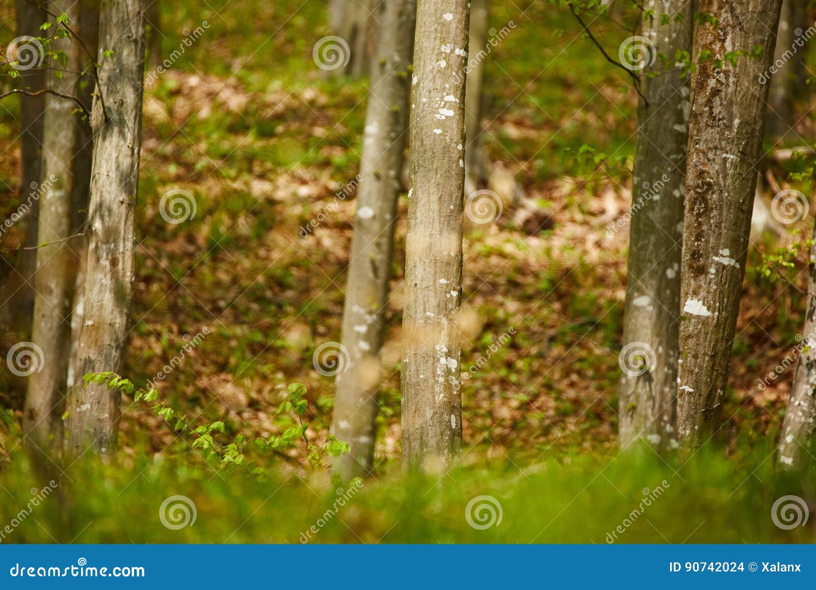 Forest of beech trees stock photo. Image of landscape - 90742024