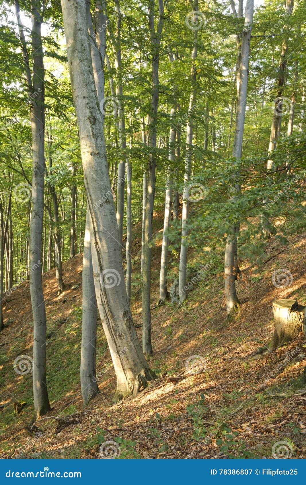 Forest of beech trees stock image. Image of trunks, trees - 78386807