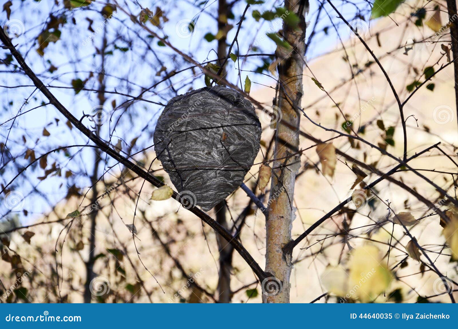 Forest beehive on the tree stock image. Image of beehive - 44640035