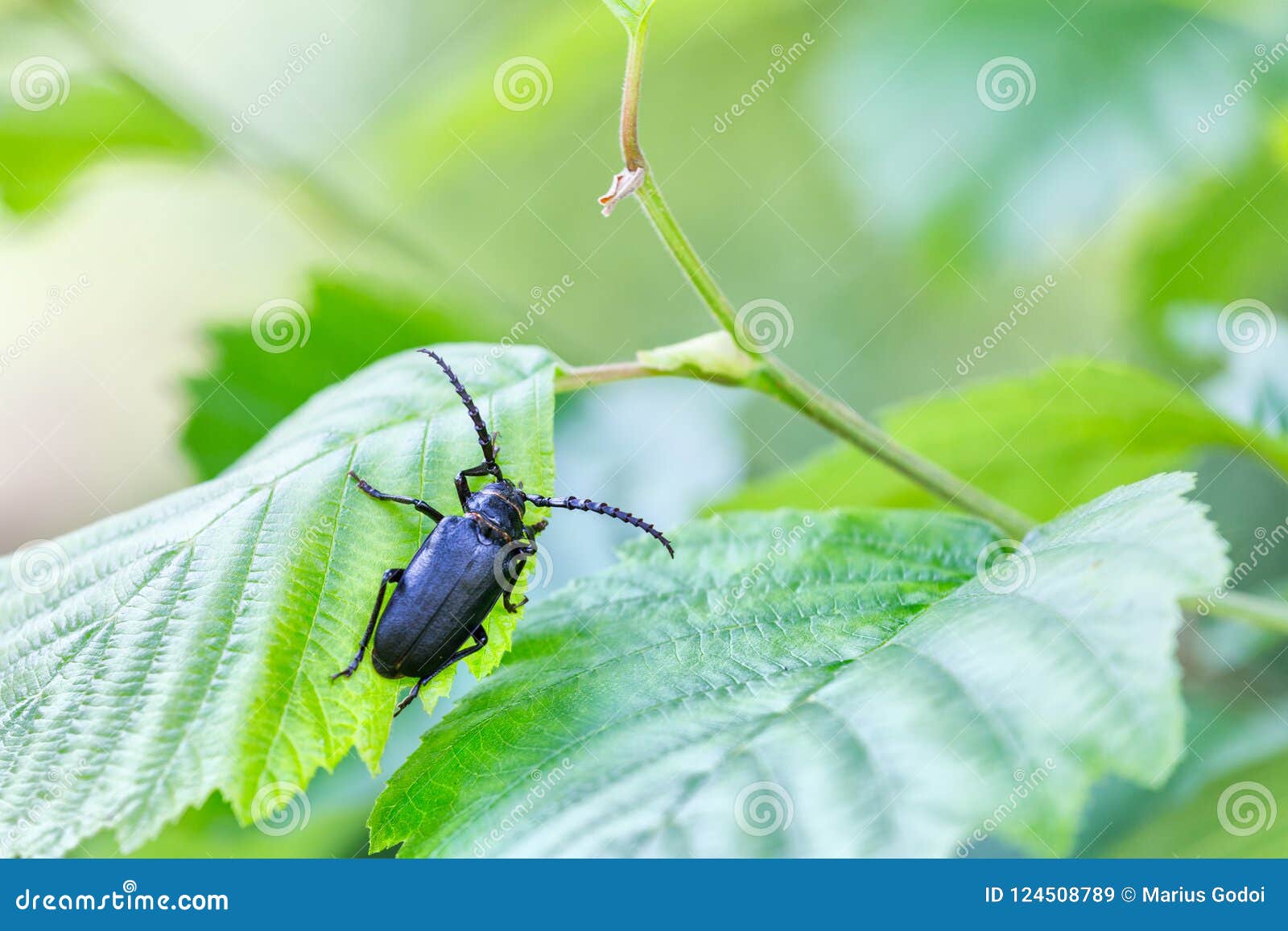Forest beetle stock image. Image of insect, nature, black - 124508789