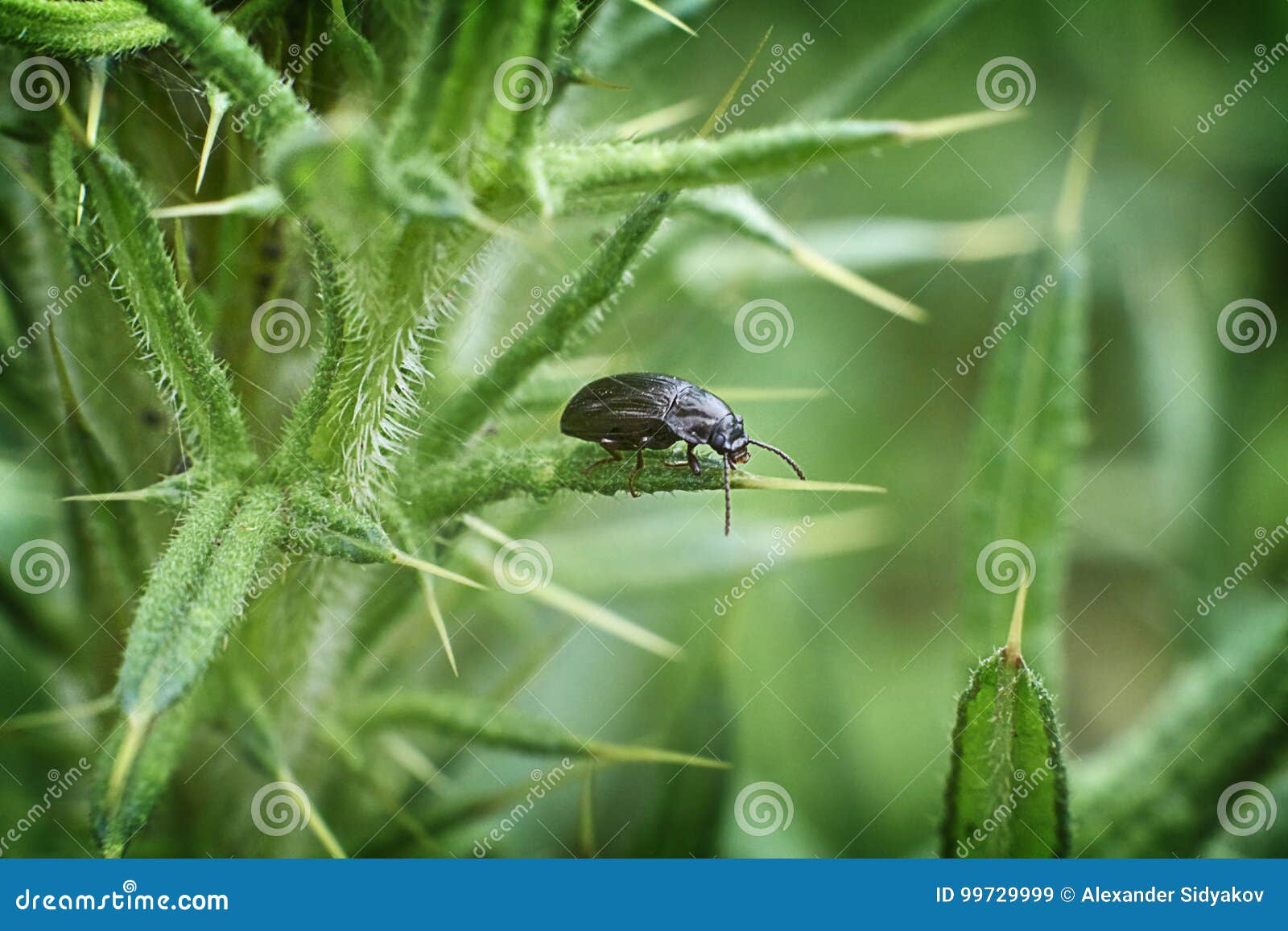 Forest beetle on a leaf . stock image. Image of nature - 99729999