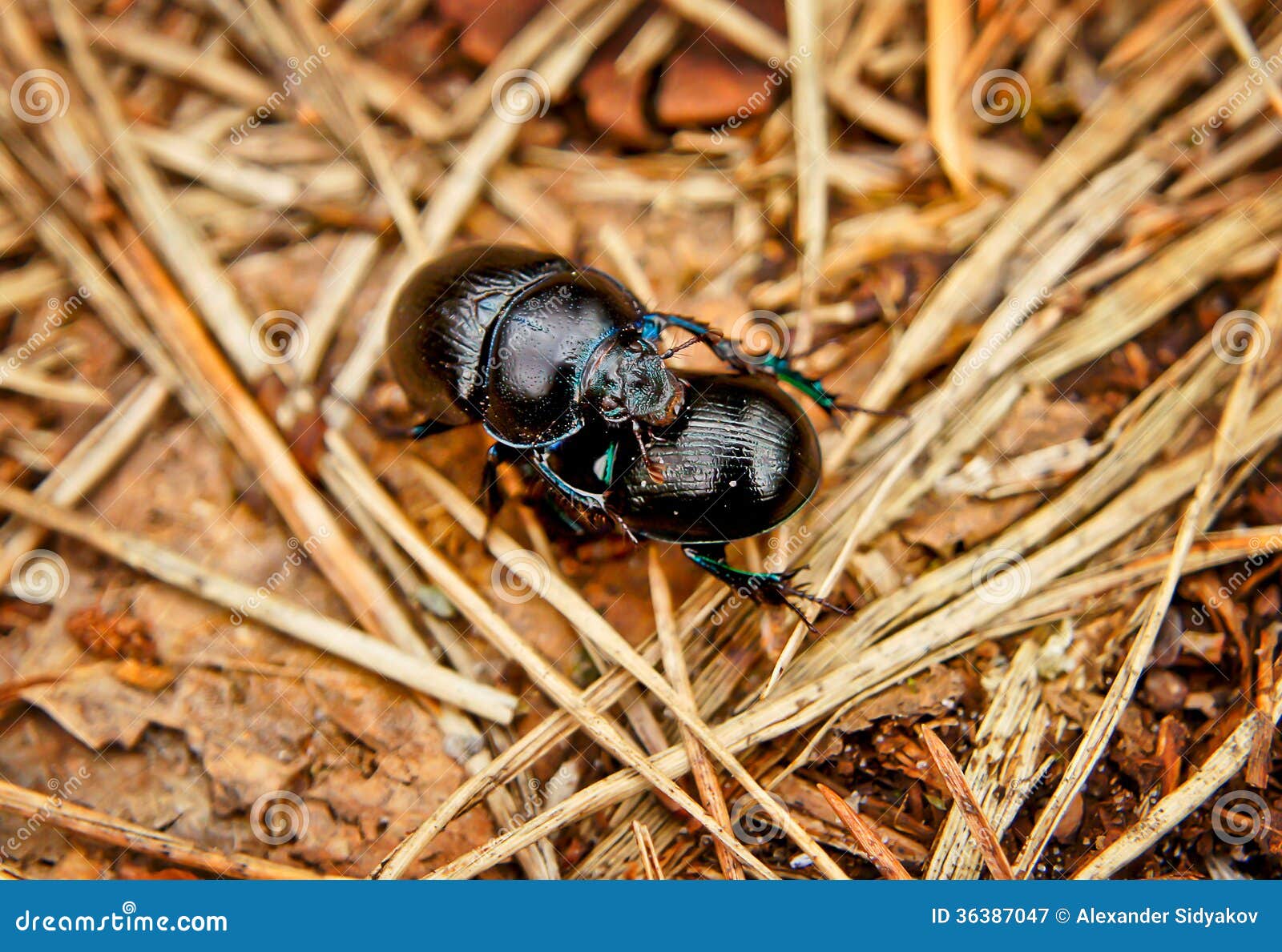 In the Forest Beetles Busy Procreation. Stock Image - Image of concepts ...