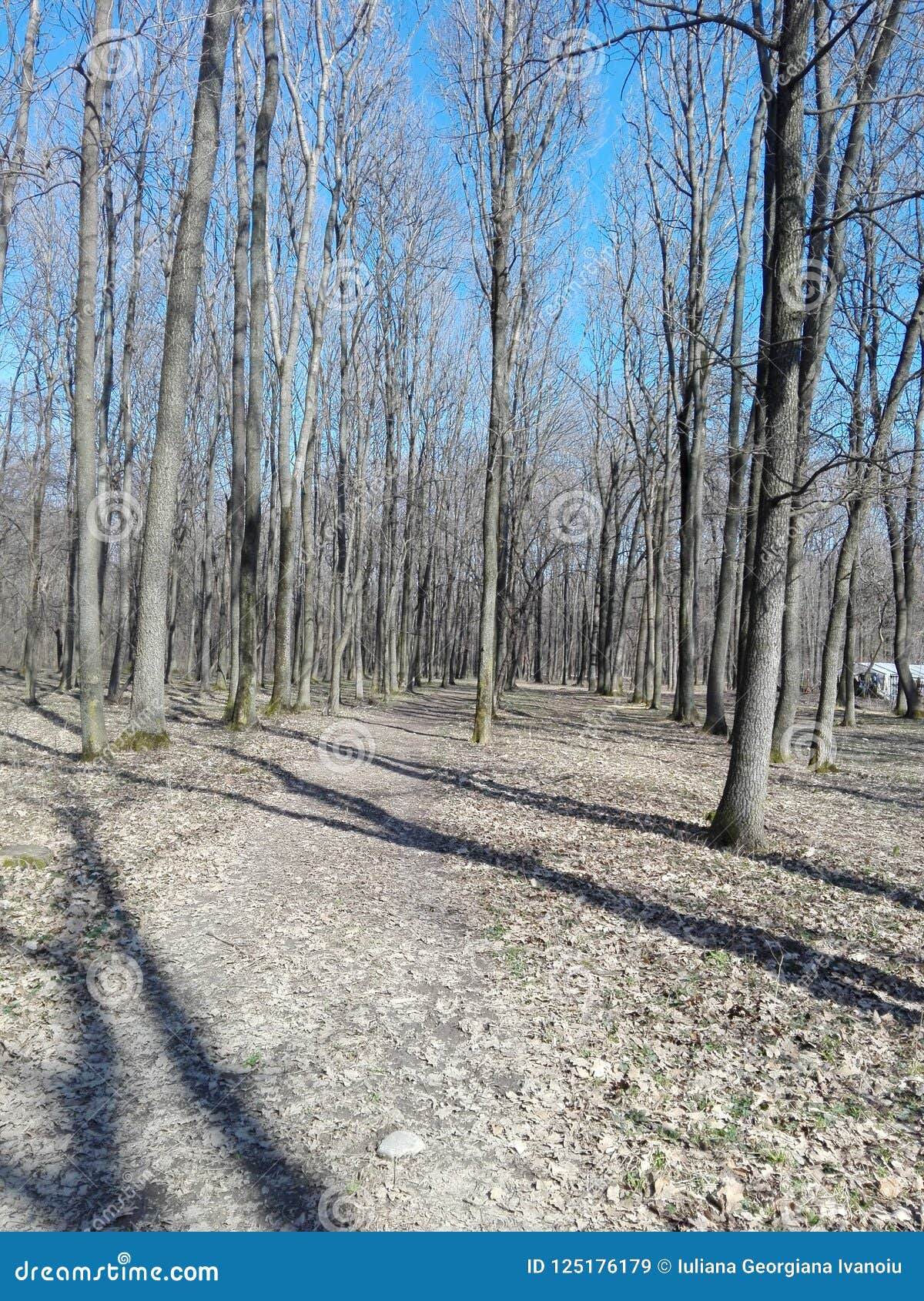 The Forest in the Beginning of Spring Stock Image - Image of nature ...