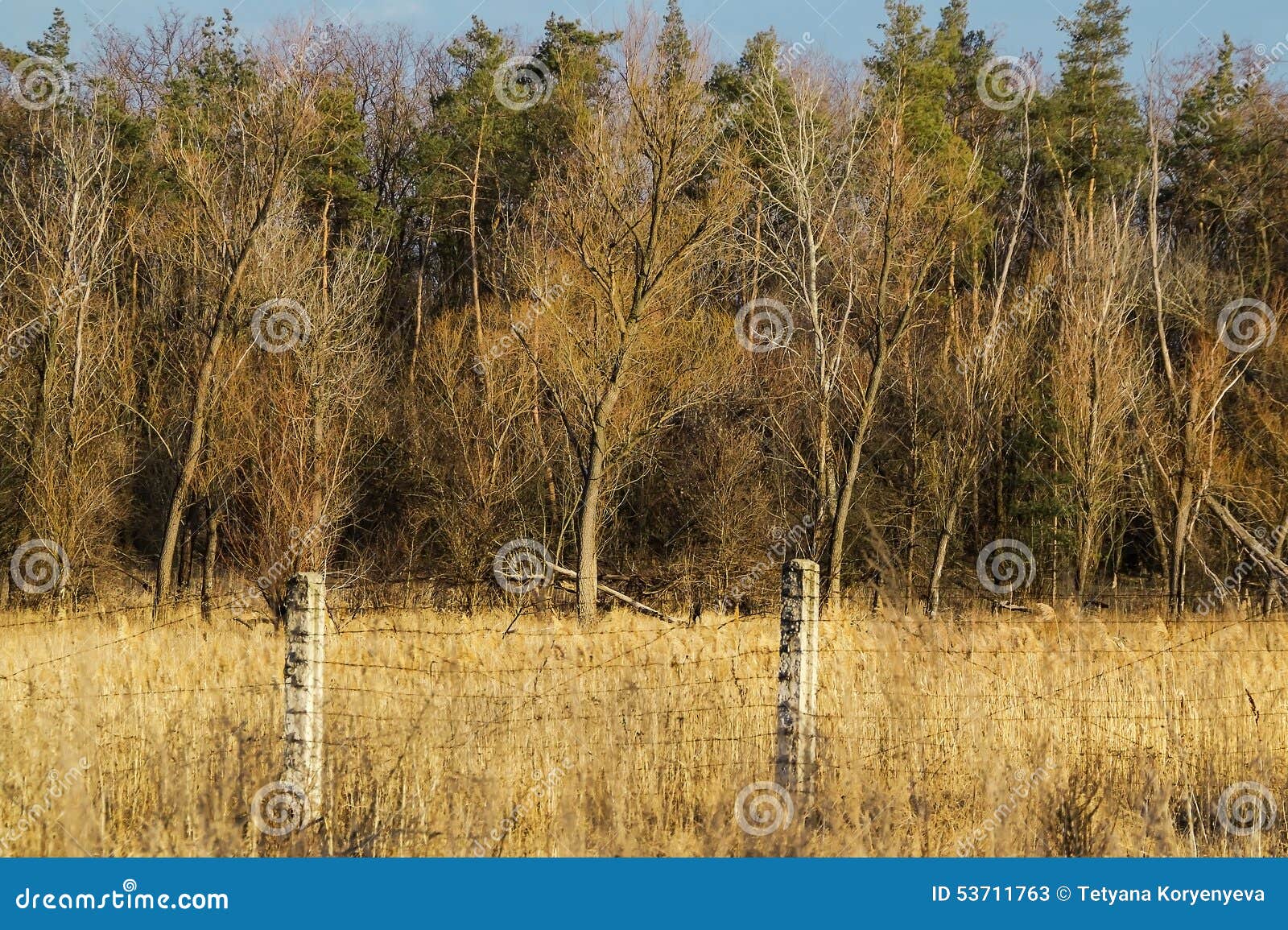 Forest Behind a Barbed Wire Fence Stock Image - Image of barbwire, mesh ...