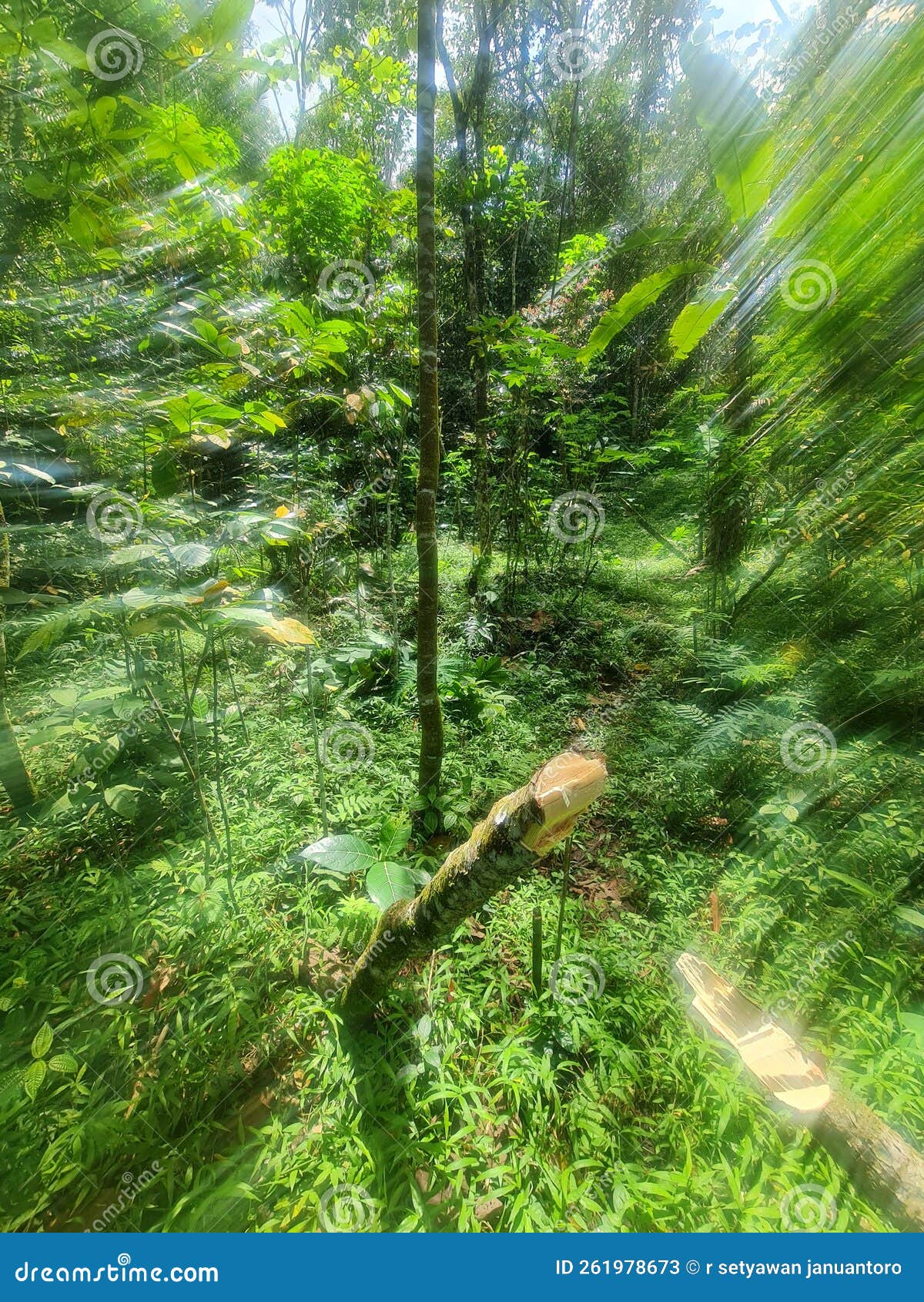Forest behind the house stock image. Image of forest - 261978673
