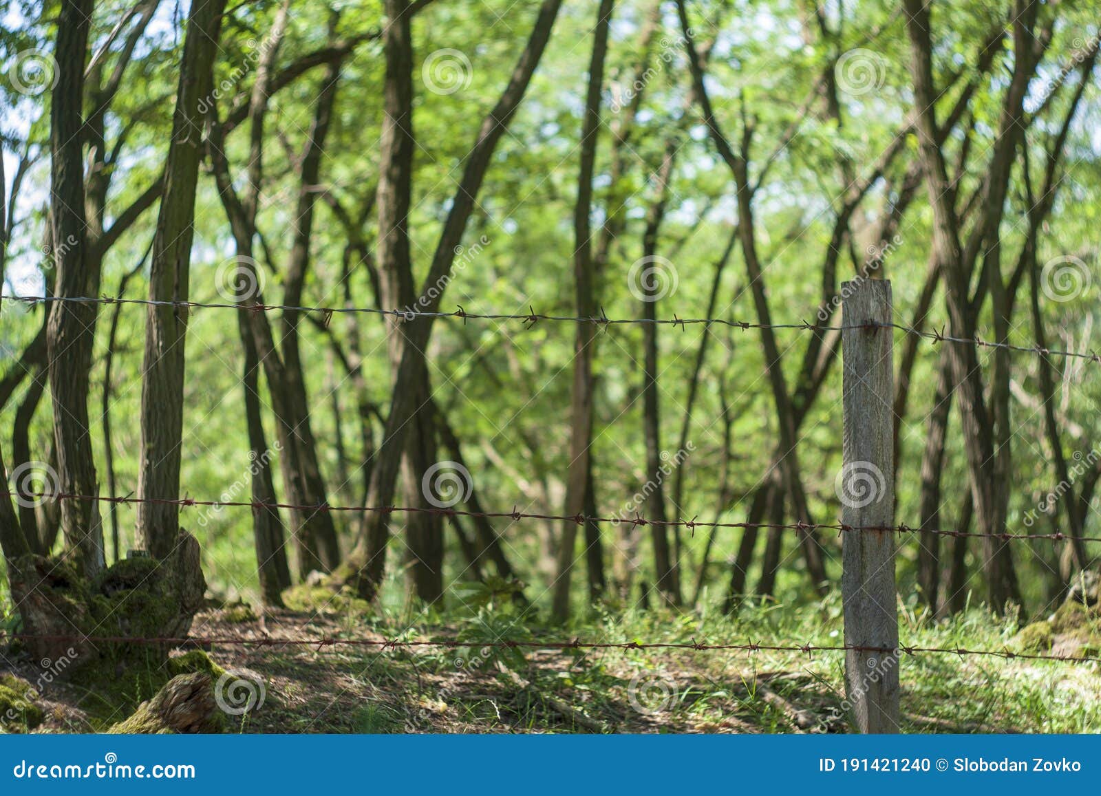 Forest Behind the Iron Wire Stock Photo - Image of serbia, field: 191421240