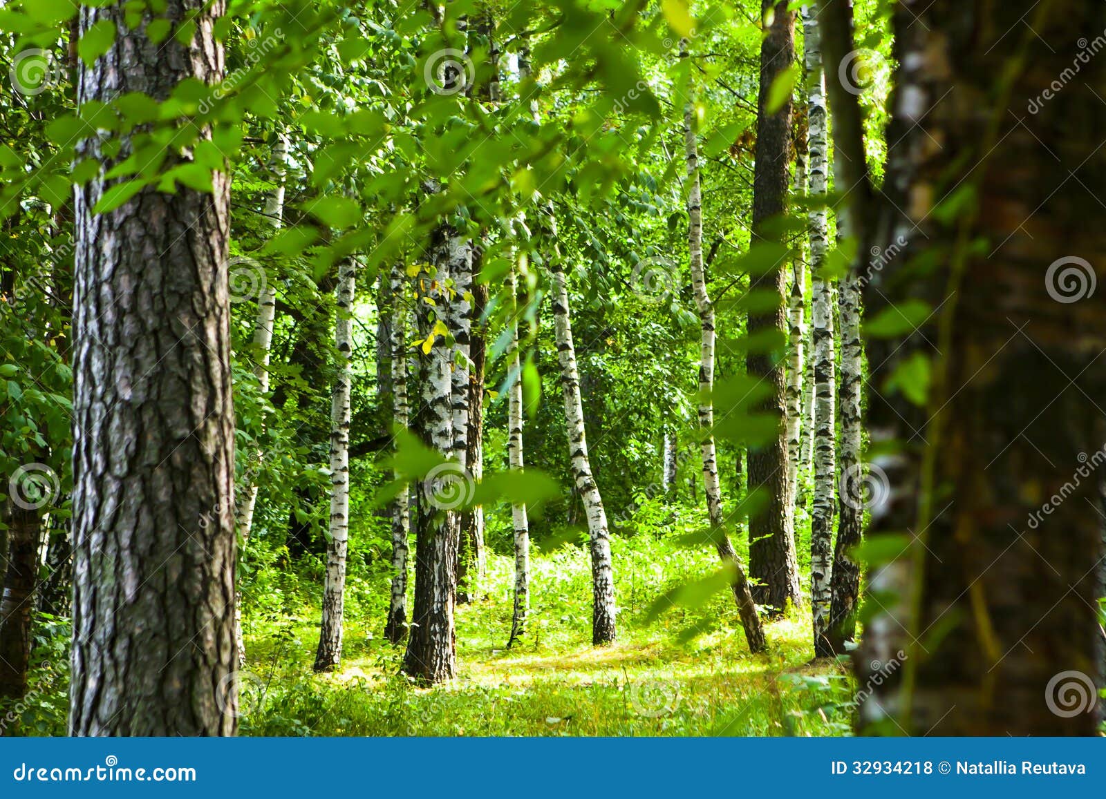 Forest in Belarus stock photo. Image of growth, pine - 32934218