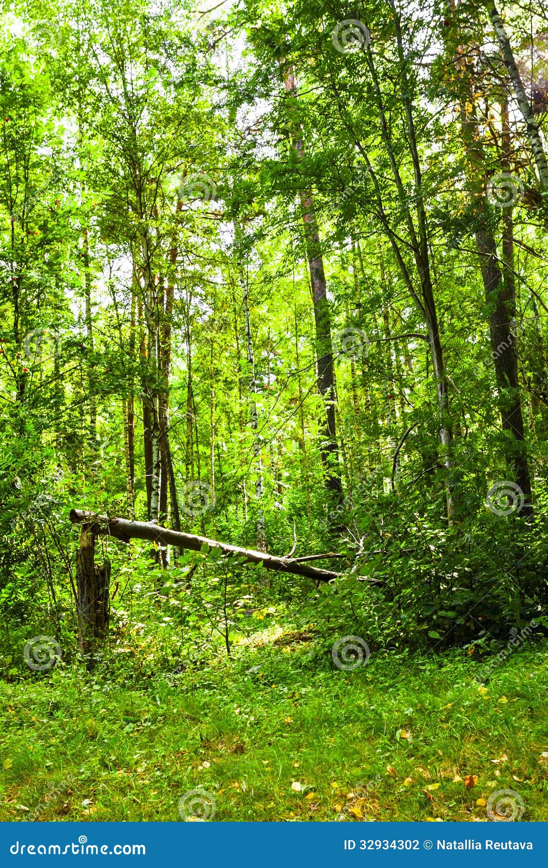 Forest in Belarus stock photo. Image of nature, birch - 32934302