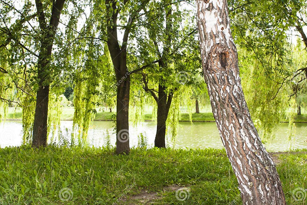 Forest in Belarus stock photo. Image of weather, green - 32934850