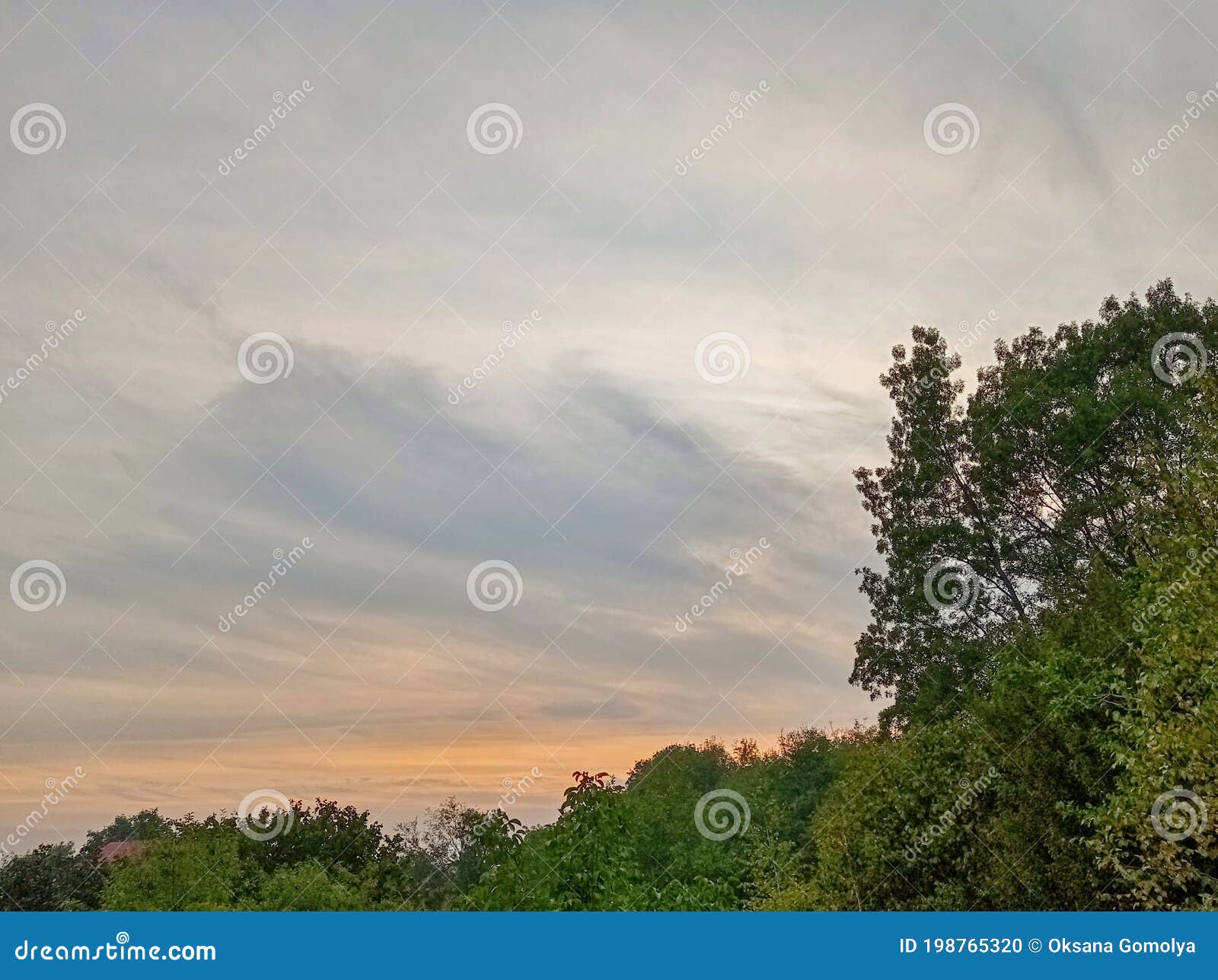 Forest Belt on the Background of the Evening Sky at Sunset. Stock Photo ...