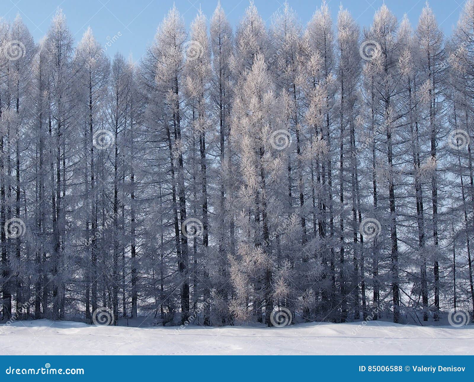Forest belt stock photo. Image of tree, arable, lines - 85006588