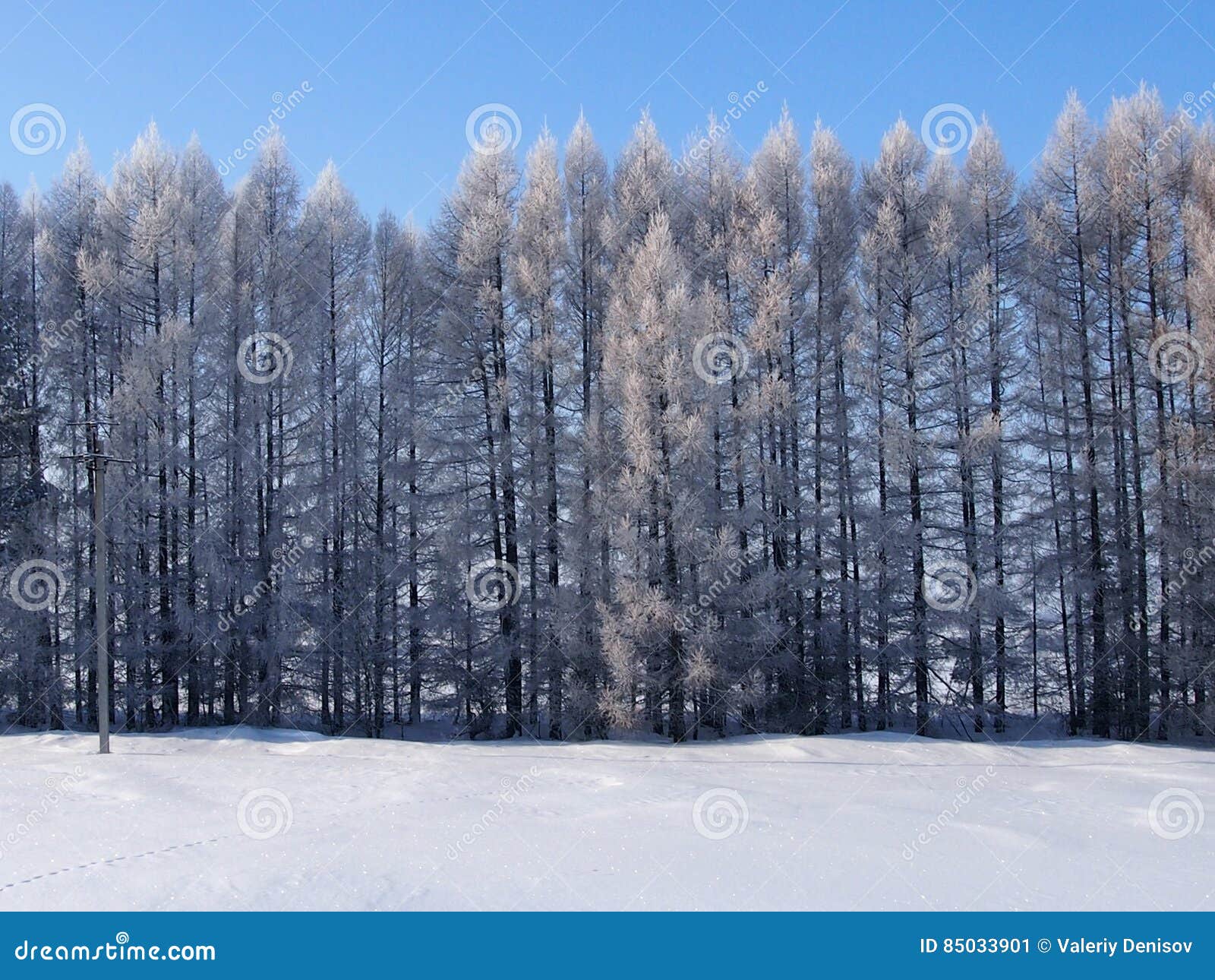 Forest belt stock image. Image of forest, trunks, lines - 85033901