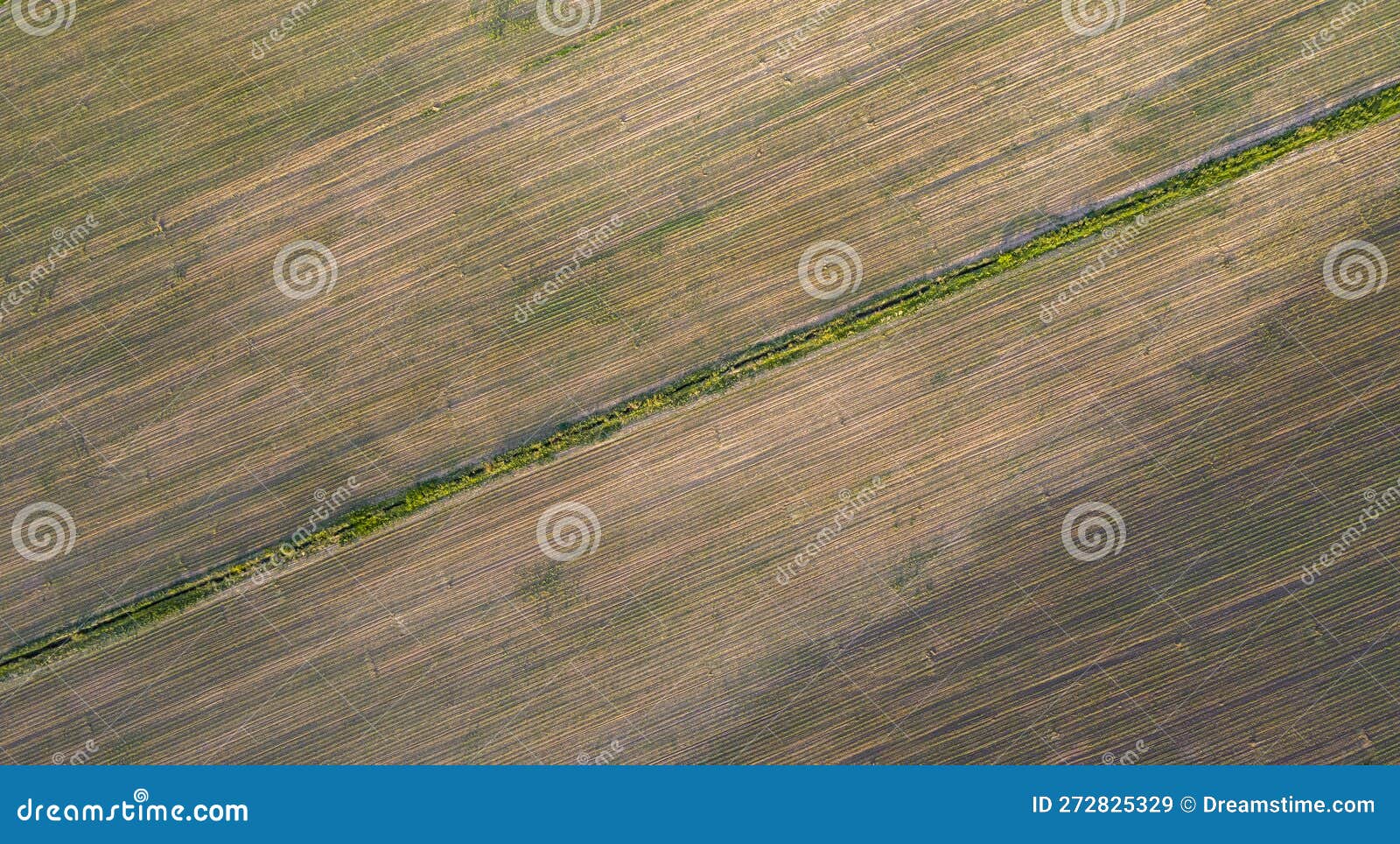 A Forest Belt Separates a Field of Corn Stock Image - Image of outdoor ...