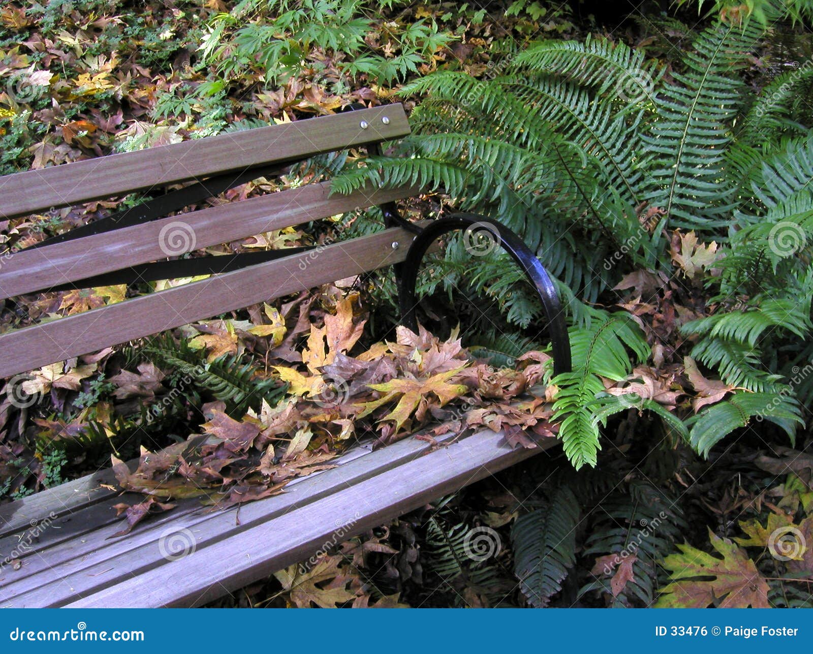 Forest Bench stock photo. Image of brown, season, green - 33476