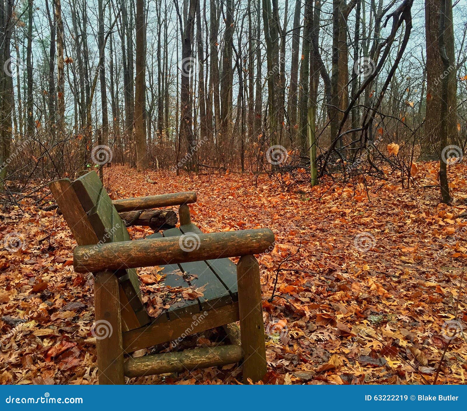 Forest Bench stock image. Image of fall, wooden, relax - 63222219