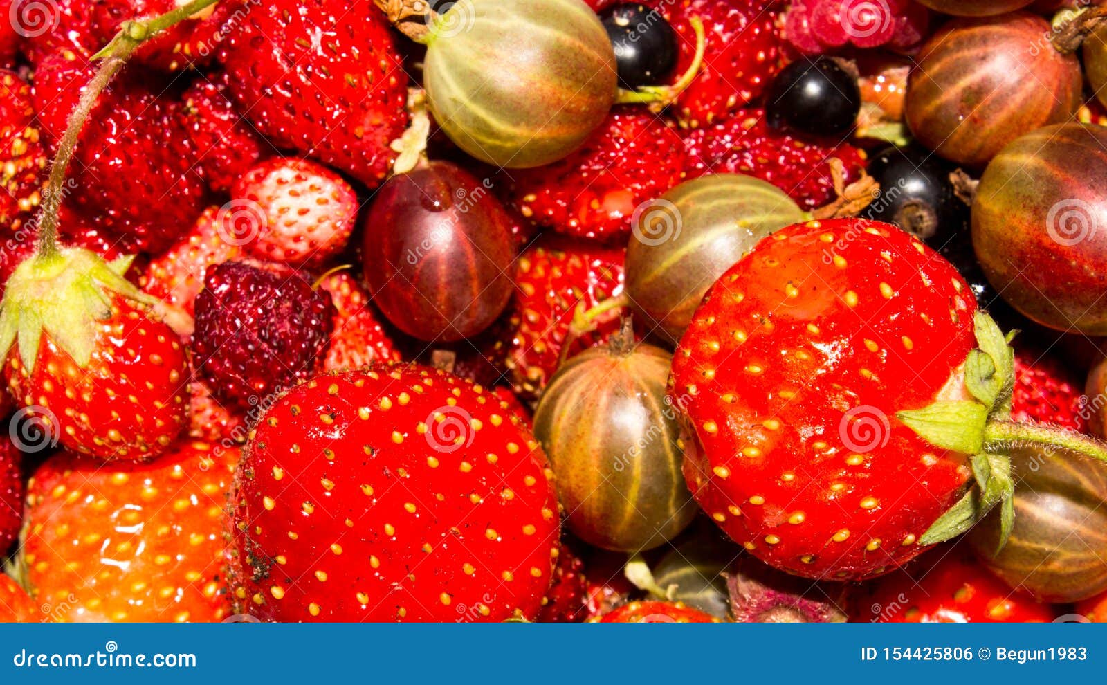 Forest Berries in Assortment. Stock Photo - Image of edible, bilberry ...