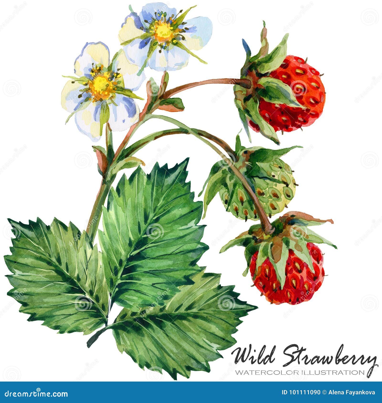 Forest Strawberries Watercolor Illustration Stock Illustration ...