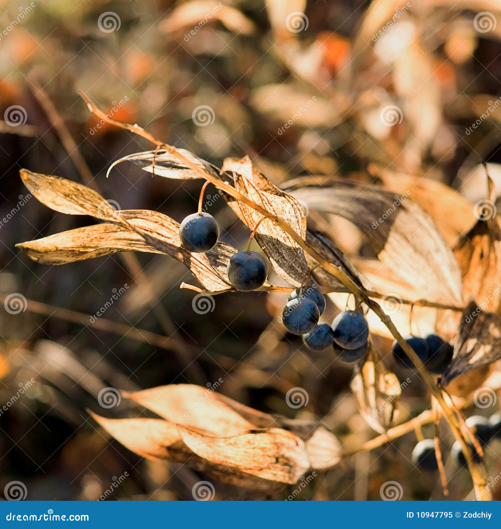 Forest berry stock image. Image of park, light, twig - 10947795