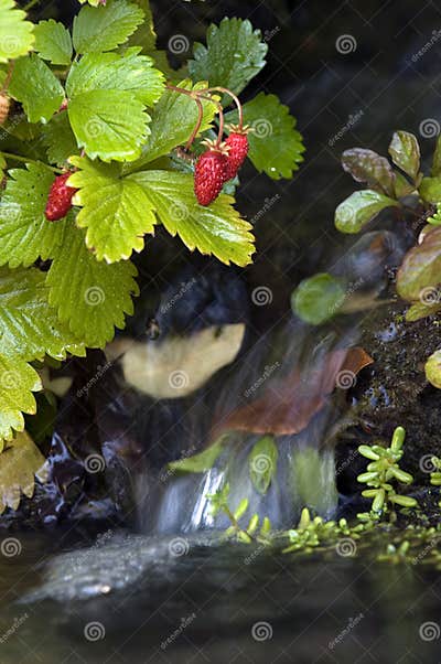 Forest berry stock photo. Image of spring, stream, picking - 209100