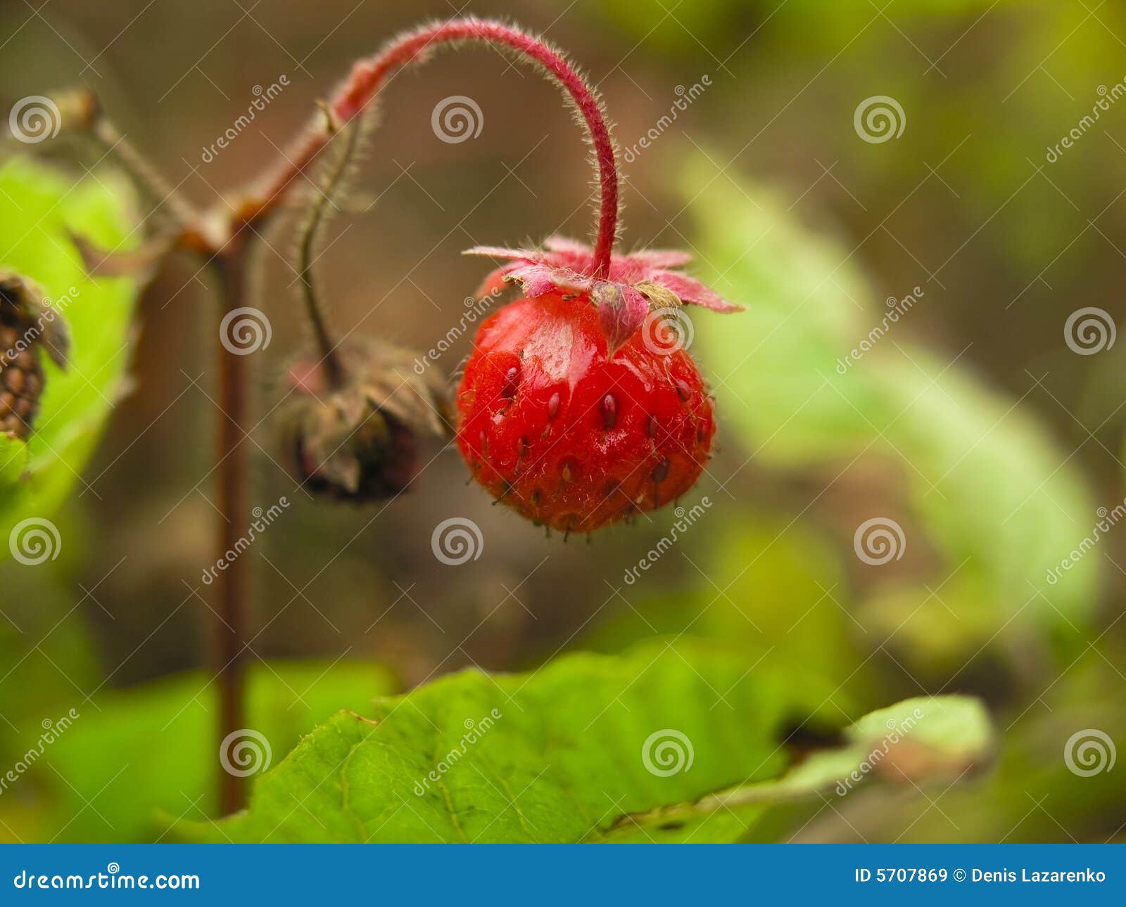 Forest berry stock image. Image of juicy, ripe, strawberries - 5707869