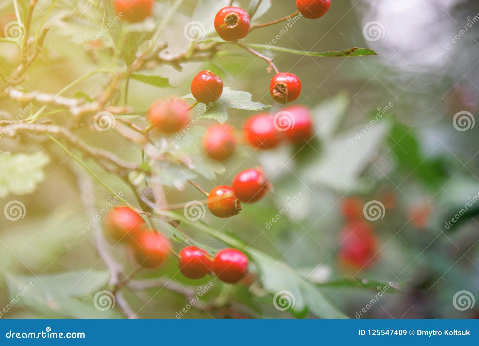 Forest Berry on the Bush Branch on Autumn. Stock Image - Image of ...