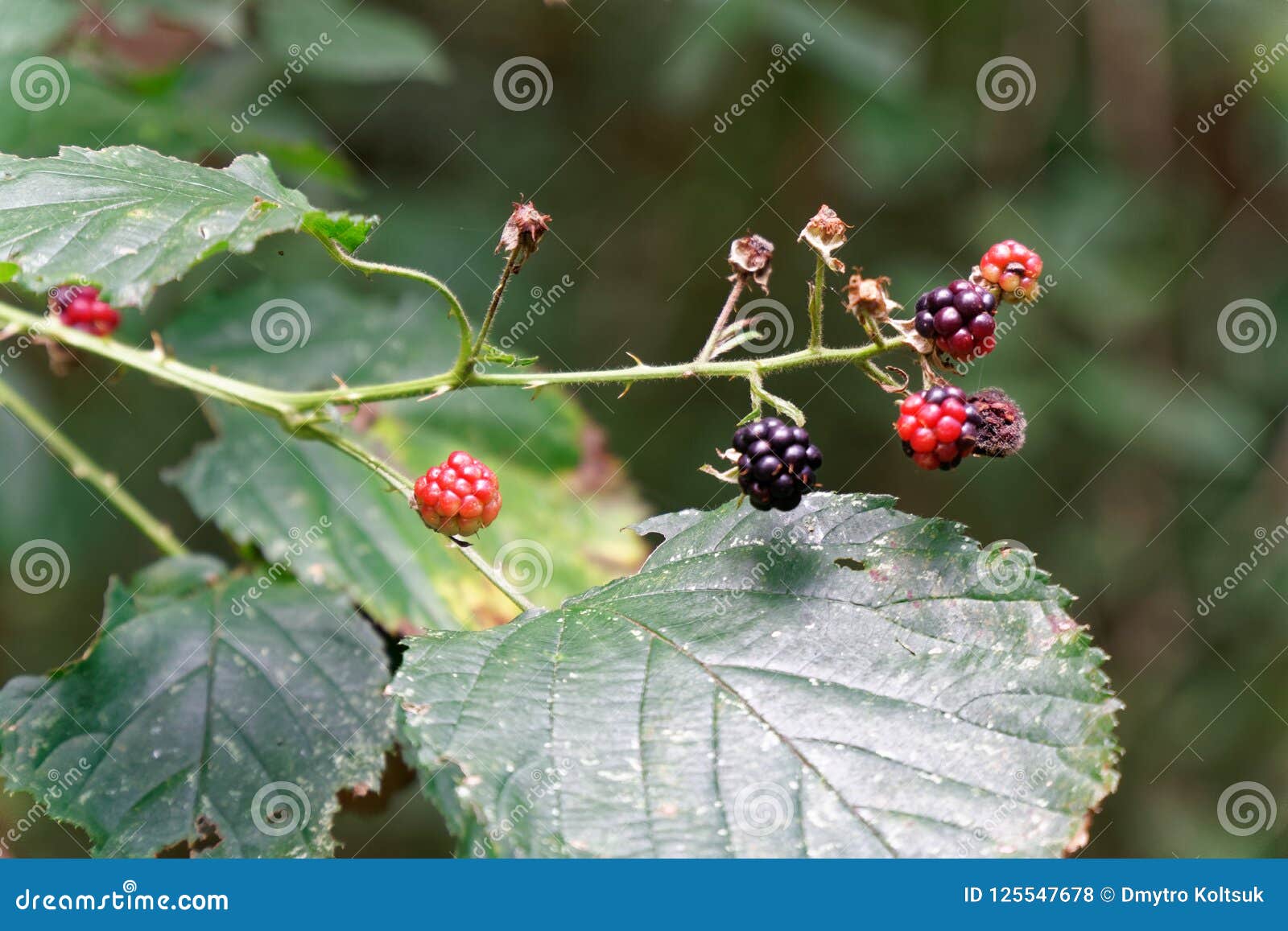 Forest Berry on the Bush Branch on Autumn. Stock Photo - Image of ...