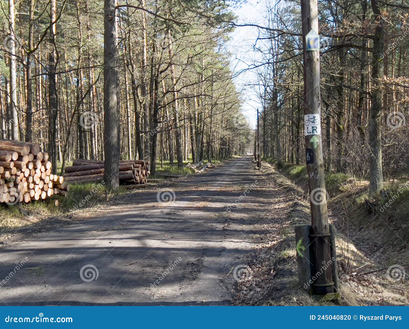 A Forest Bicycle Path with a Surface Damaged by the Passage of Forest ...