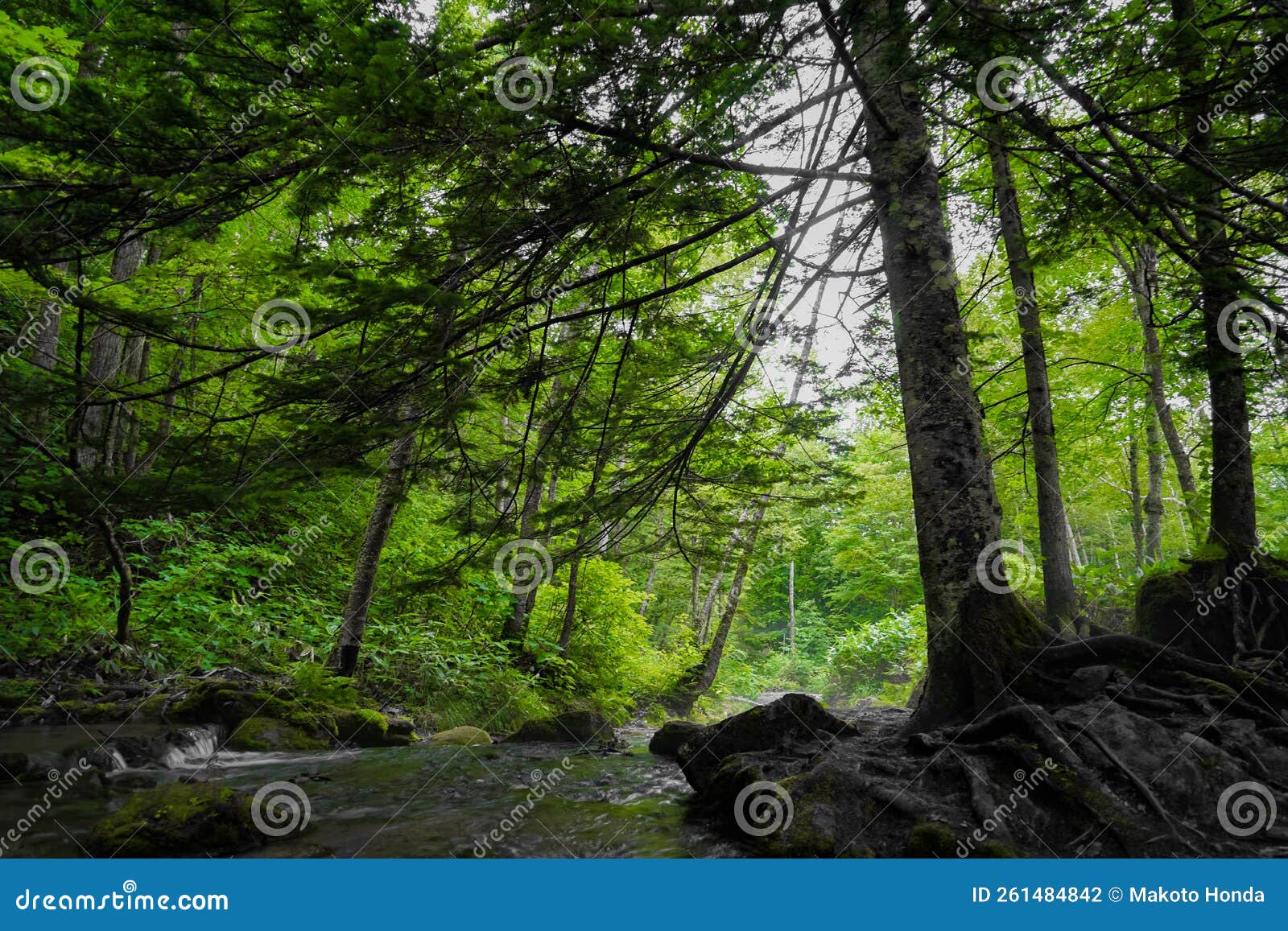 In the forest of Biei stock photo. Image of summer, fresh - 261484842
