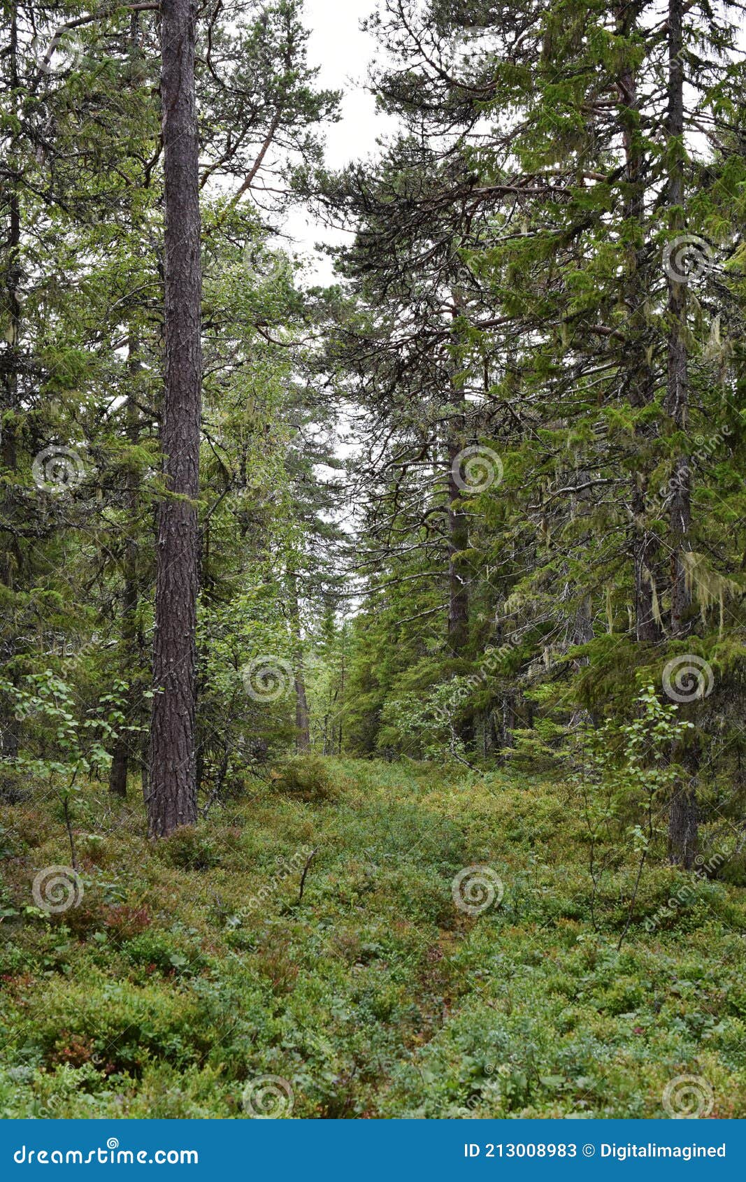 Forest of big fir trees stock image. Image of pine, spruce - 213008983
