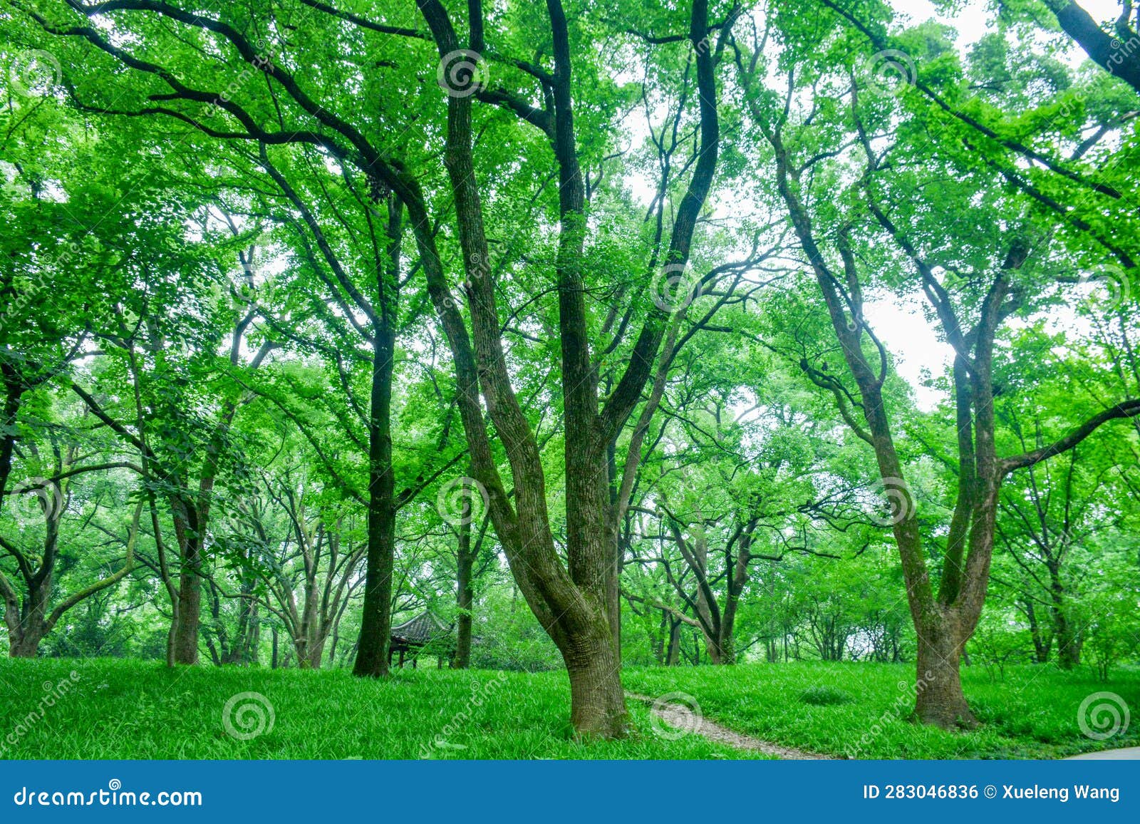 Forest with Big Green Trees Stock Photo - Image of forest, grass: 283046836