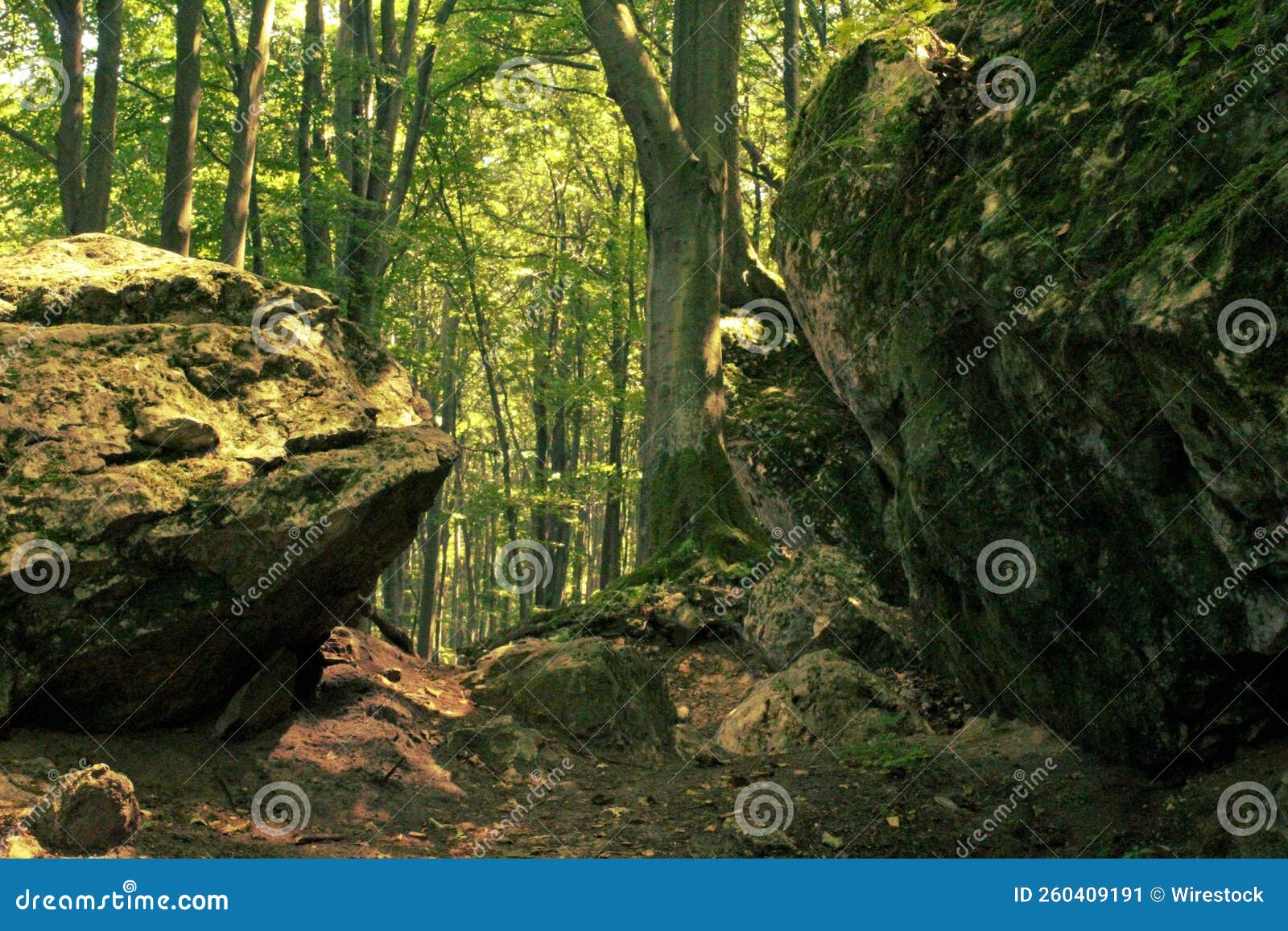 Forest with Big Stones Covered in Moss in the Foreground Stock Image ...