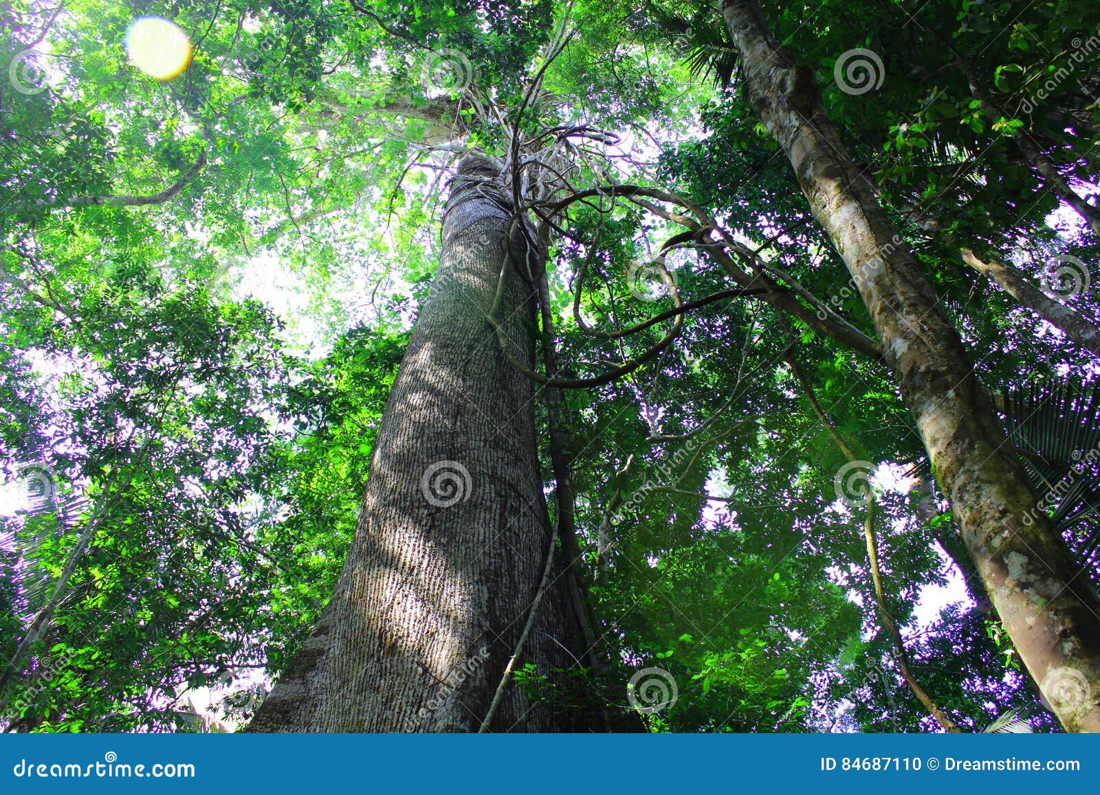 Forest stock photo. Image of amazon, plants, nature, rainforest - 84687110