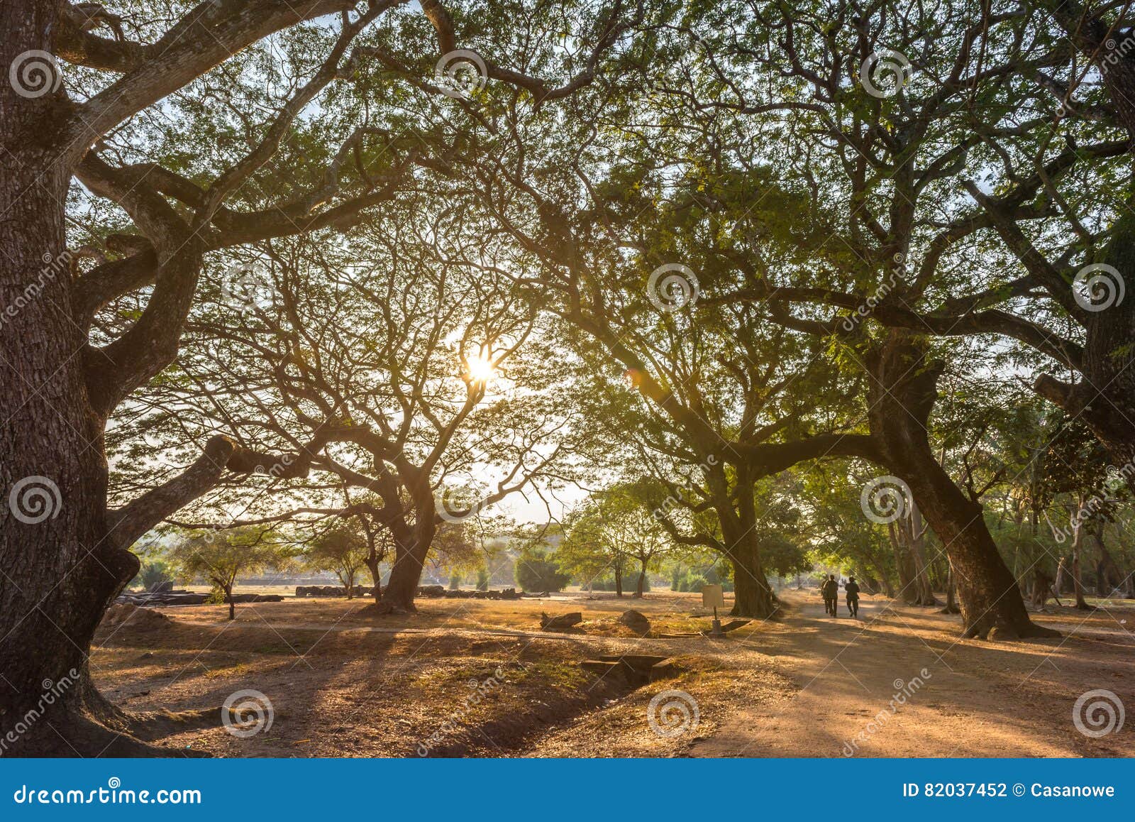 Forest Big Tree with Sun Light in Public Park Stock Photo - Image of ...