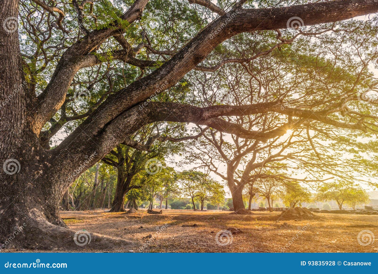 Forest Big Tree with Sun Light in Public Park Stock Photo - Image of ...
