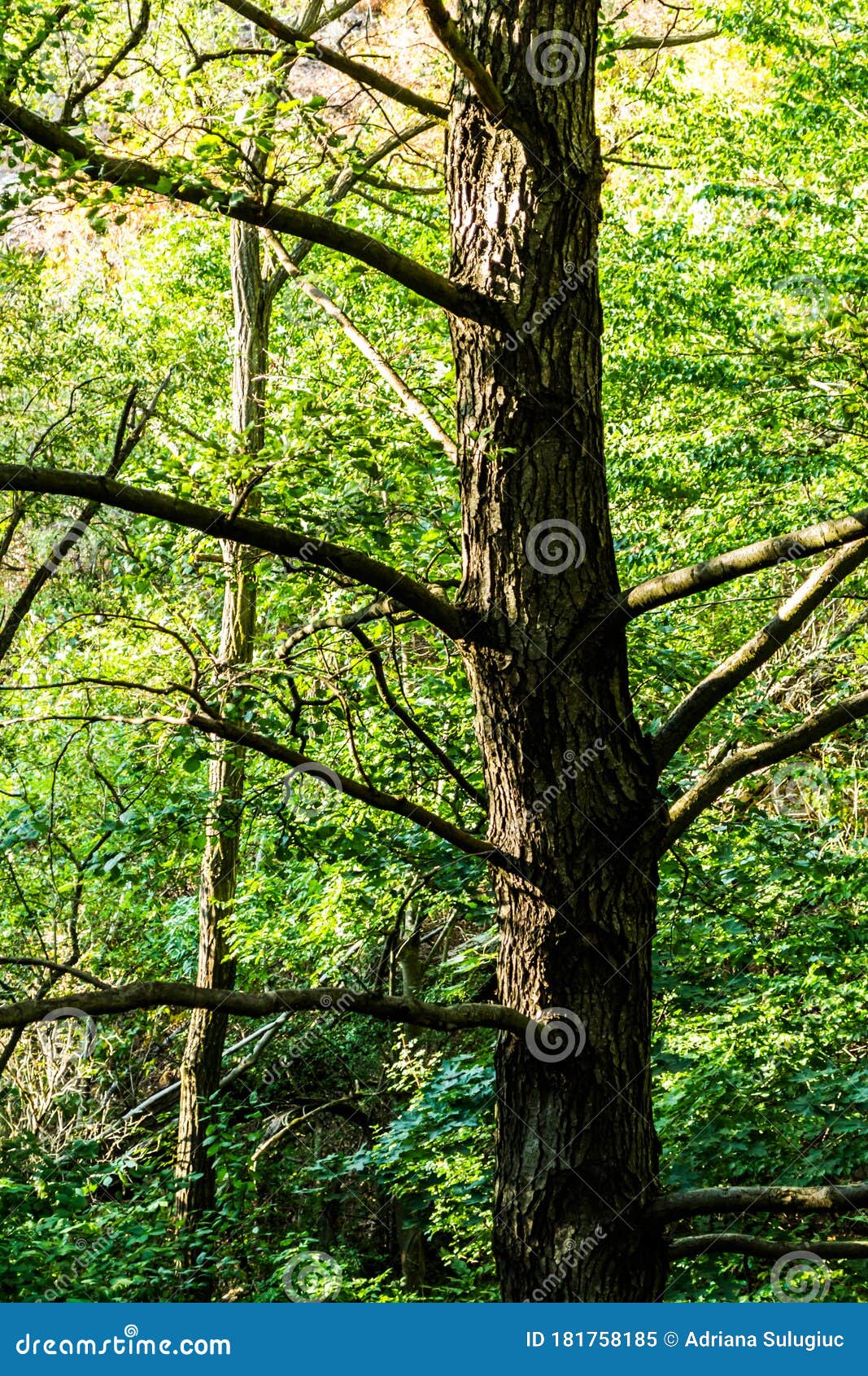 Forest, big tree trunk stock image. Image of alive, detail - 181758185