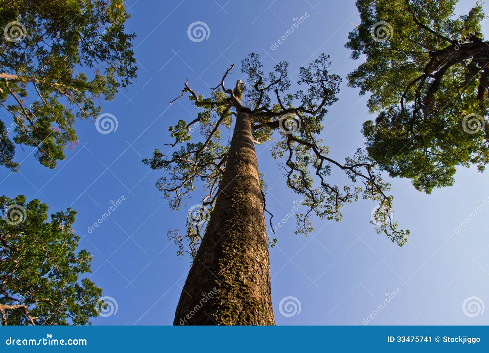 Forest Big Trees Nature Green Wood Stock Image - Image of colour, light ...